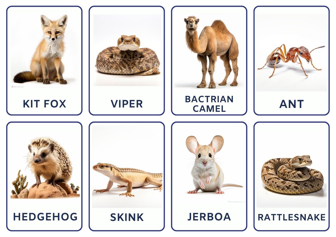 Flashcard Bundle of Wildlife Diversity Includes Australian Animals ...
