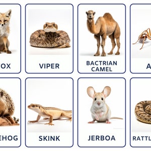Flashcard Bundle of Wildlife Diversity Includes Australian Animals ...