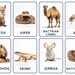 Flashcard Bundle of Wildlife Diversity Includes Australian Animals ...