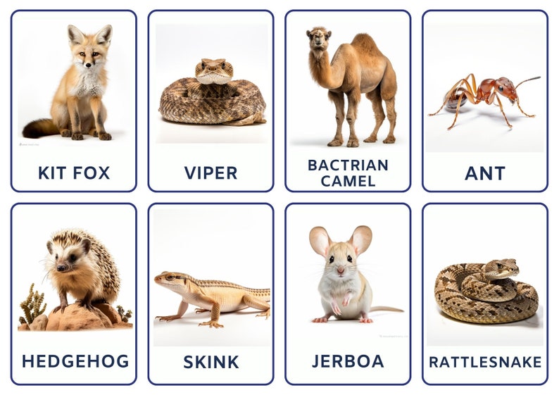 Flashcard Bundle of Wildlife Diversity Includes Australian Animals ...
