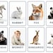 Flashcard Bundle of Wild World Bundle Including Safari Animals, Wild ...