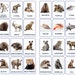 Explore the Outdoors With Our Flashcard Bundle, Safari, Ocean, Jungle ...
