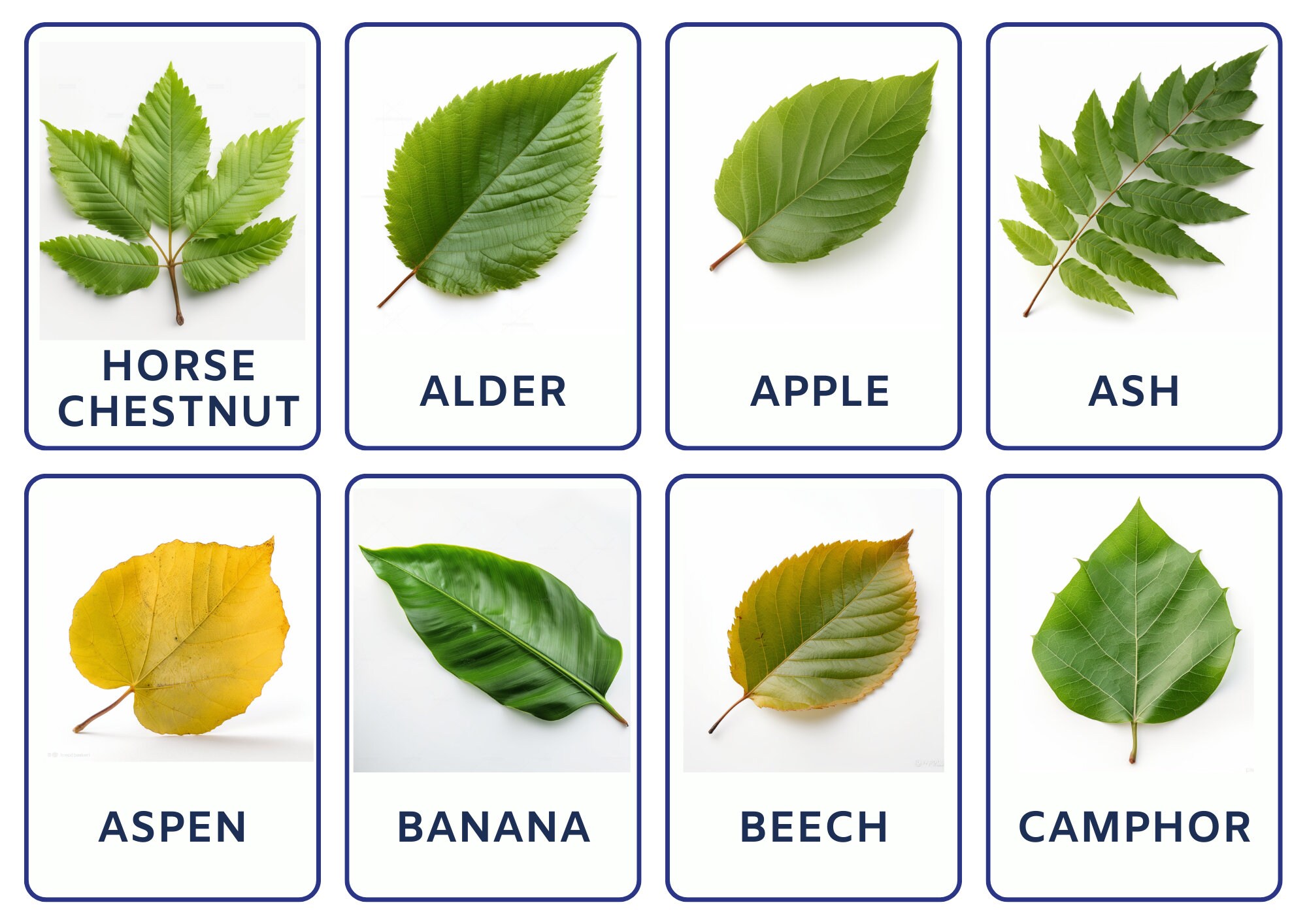 Flashcard Bundle of Nature's Beauty Including Butterflies, Woodland ...