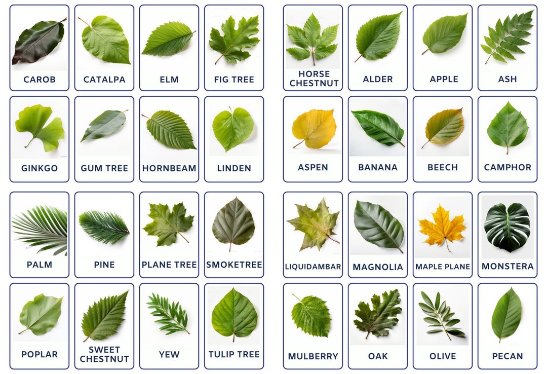 Discover Plant Leaves With 32 Editable Montessori Flash Cards ...