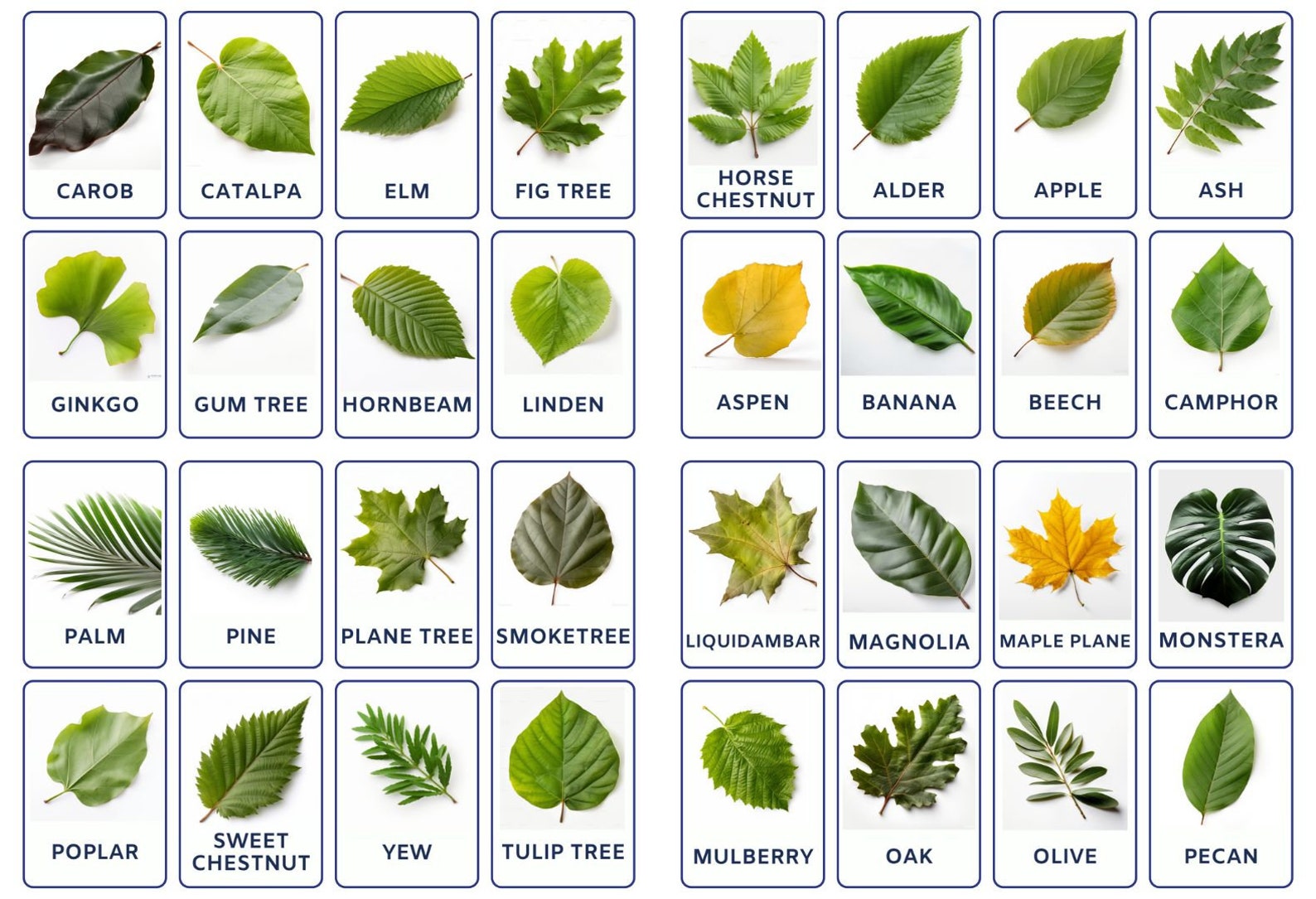 Discover Plant Leaves With 32 Editable Montessori Flash Cards ...