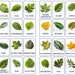 Discover Plant Leaves With 32 Editable Montessori Flash Cards ...