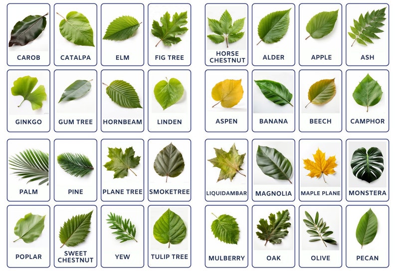 Discover Plant Leaves With 32 Editable Montessori Flash Cards ...
