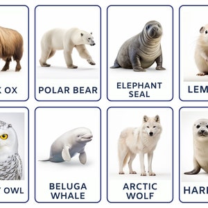 Flashcard Bundle of Animal Kingdom Bundle Includes African Animals ...