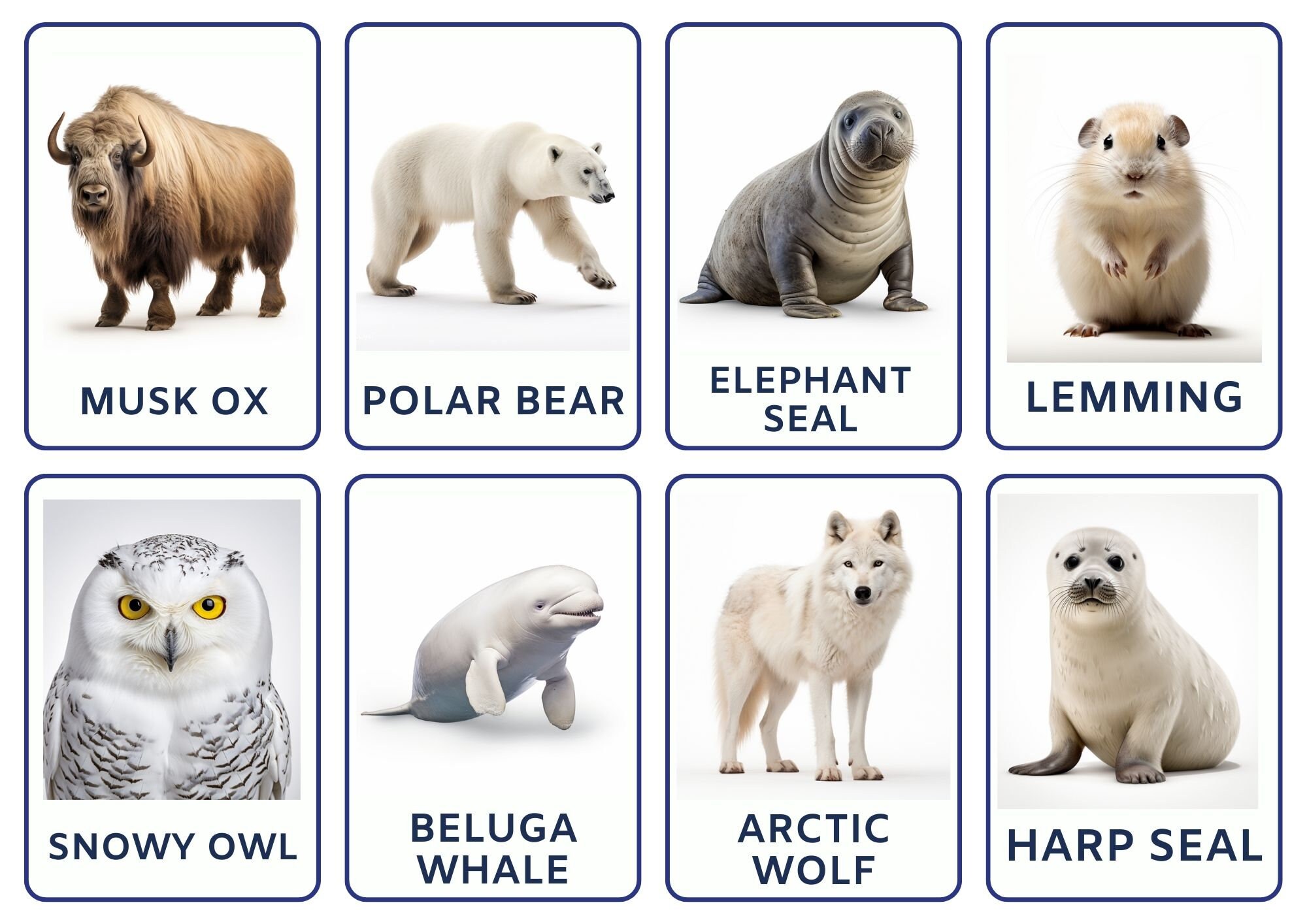 Flashcard Bundle of Animal Kingdom Bundle Includes African Animals ...