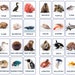 Engage Kids With 32 Ocean Animals Flashcards, Montessori Materials ...