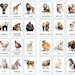 Flashcard Bundle of Woodland Animal Bundle Includes Farm Animals ...