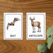 32 Safari Animals Flashcards, Kids Printable, Nomenclature Cards ...