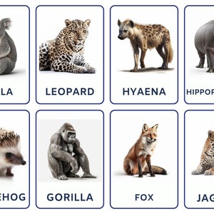 Flashcard Bundle of Wildlife Diversity Includes Australian Animals ...
