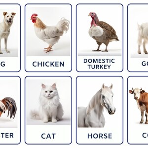 Baby Animals, Wild Creatures, Forest, Farm, Domestic, Birds, Desert ...