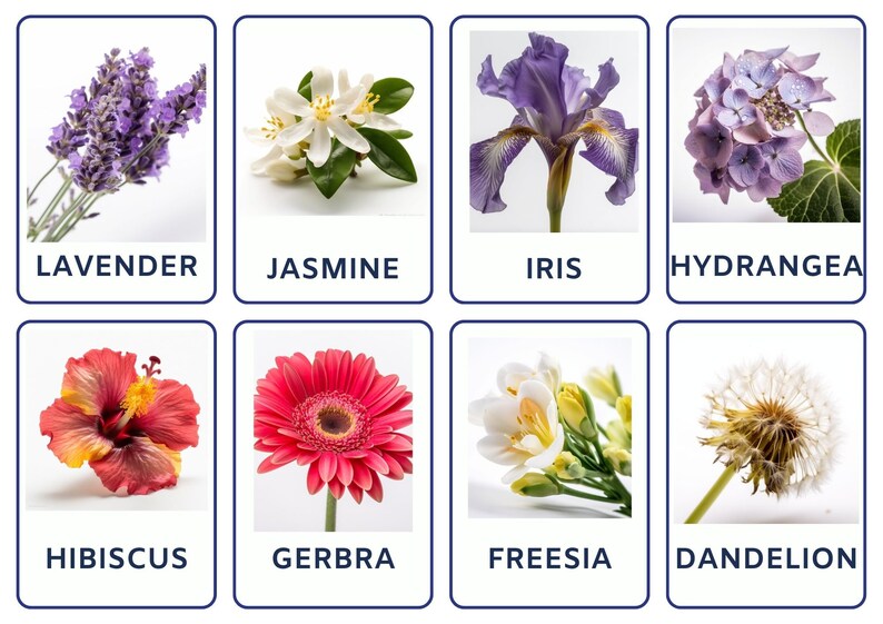 Life Essential Elements Flashcard Bundle, Including Seeds Flashcard, Trees, Flags, Gemstones ...