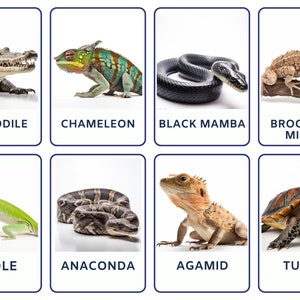 Bundle of Animal Flashcards, Arctic, African, Amphibians and Reptiles ...