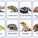Bundle of Animal Flashcards, Arctic, African, Amphibians and Reptiles ...