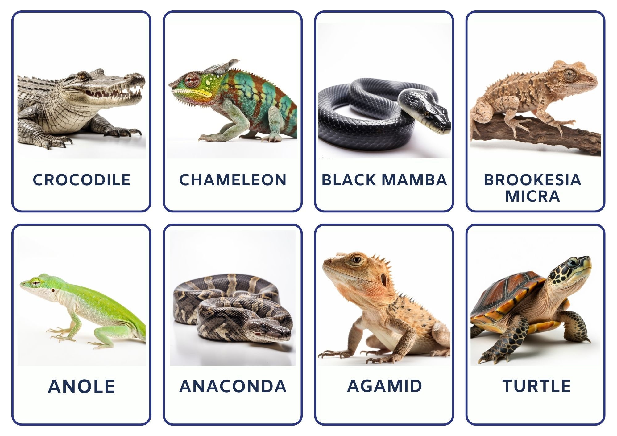 Bundle of Animal Flashcards, Arctic, African, Amphibians and Reptiles ...