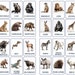 32 Safari Animals Flashcards, Kids Printable, Nomenclature Cards ...