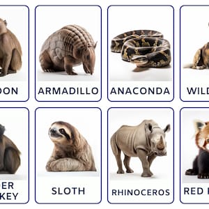 Safari and Jungle Animal Flashcards, Zoo, Woodland, Wild Animals ...