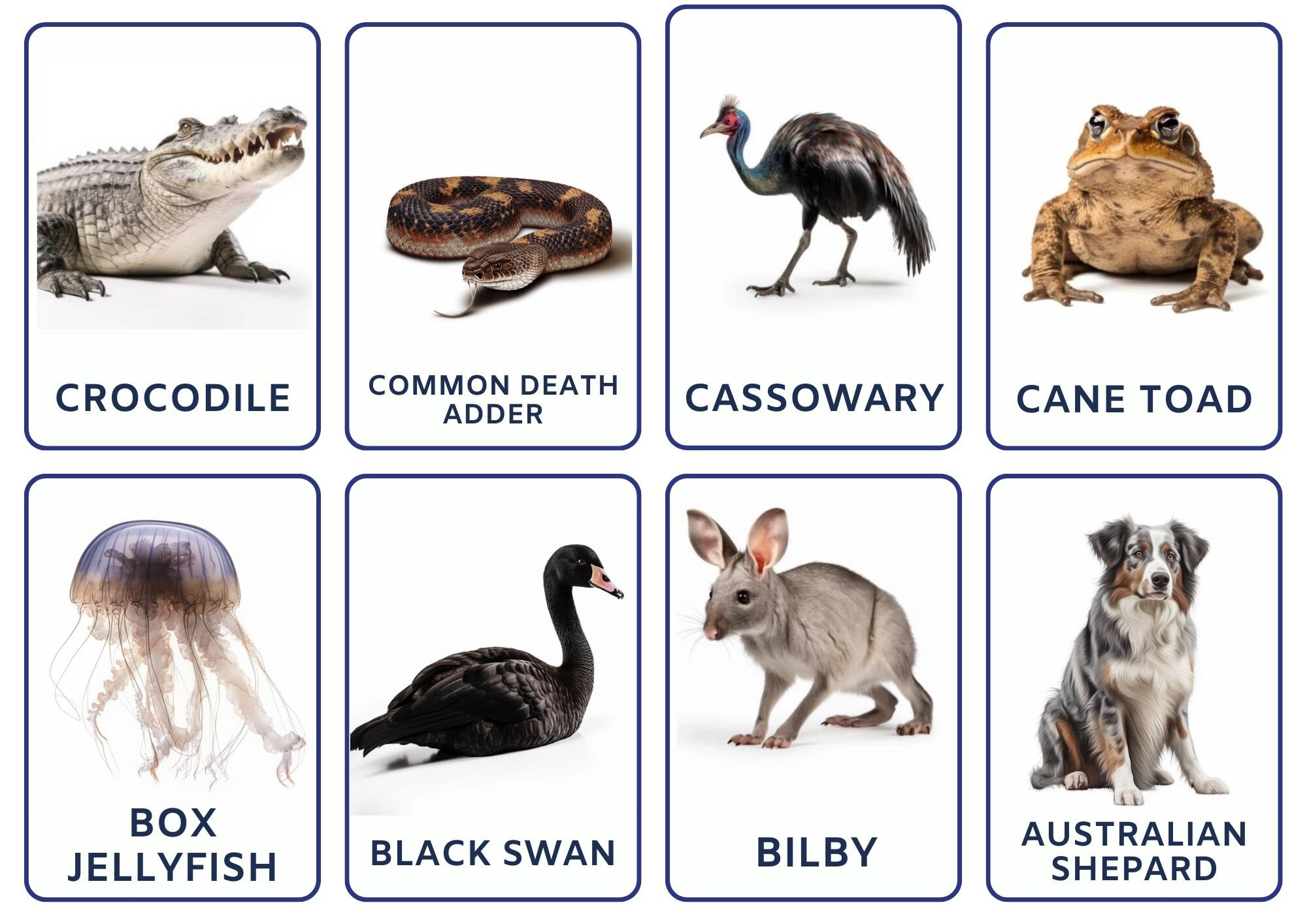 Bundle of Animal Flashcards, Arctic, African, Amphibians and Reptiles ...