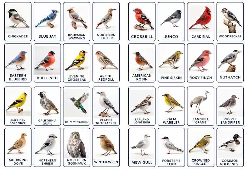 32 Winter Birds Flashcards, Kids Printable, Nomenclature Cards, Toddler ...