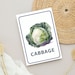 32 Vegetables Flashcards, Image Cards for Kids, Preschool, Nomenclature ...