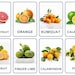 Flashcard Bundle of Food and Fruits Bundle Includes Berries, Citrus ...