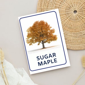 TREES (real Pictures) - 32 Editable Montessori Cards, Nomenclature ...