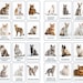 32 Cats Breed Flashcards, Kids Printable, Nomenclature Cards, Toddler ...