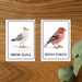 32 Winter Birds Flashcards, Kids Printable, Nomenclature Cards, Toddler ...