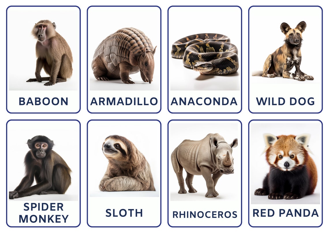 Flashcard Bundle of African Adventure Bundle Includes Desert Animals ...