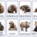 Flashcard Bundle of African Adventure Bundle Includes Desert Animals ...