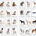 Ultimate Animal Breeds Flashcard Bundle, Including Snake Breeds, Dog ...
