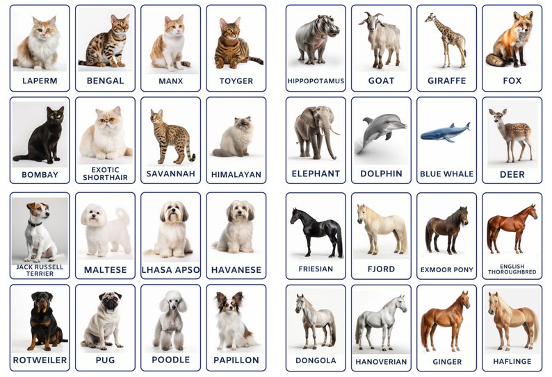 Ultimate Animal Breeds Flashcard Bundle, Including Snake Breeds, Dog ...