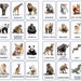 Safari and Jungle Animal Flashcards, Zoo, Woodland, Wild Animals ...
