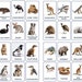 Explore 32 Australian Animals Flashcards for Kids, Printable ...