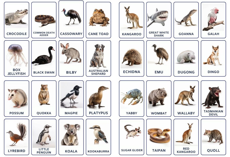 Explore 32 Australian Animals Flashcards for Kids, Printable ...