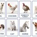 Flashcard Bundle of Woodland Animal Bundle Includes Farm Animals ...