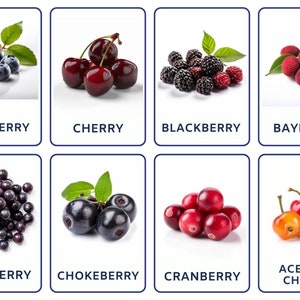 Flashcard Bundle of Food and Fruits Bundle Includes Berries, Citrus ...