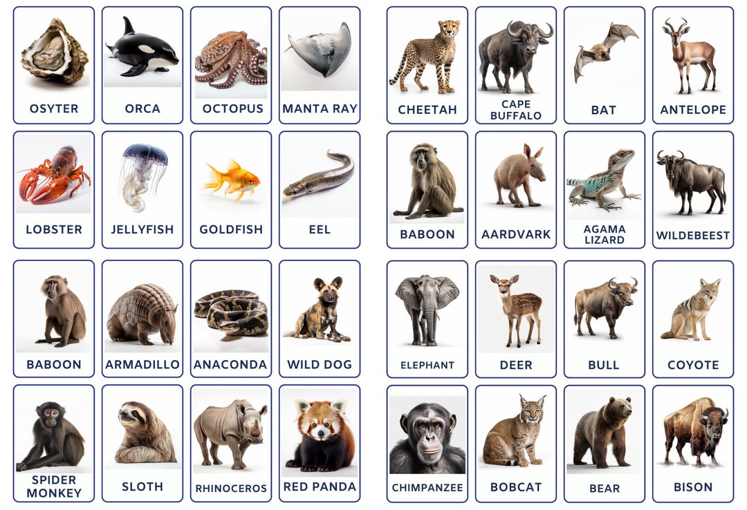Flashcard Bundle of Animal Adventure Bundle Including African Animals ...