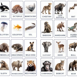 Flashcard Bundle of Animal Adventure Bundle Including African Animals ...