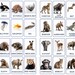 Flashcard Bundle of Animal Adventure Bundle Including African Animals ...