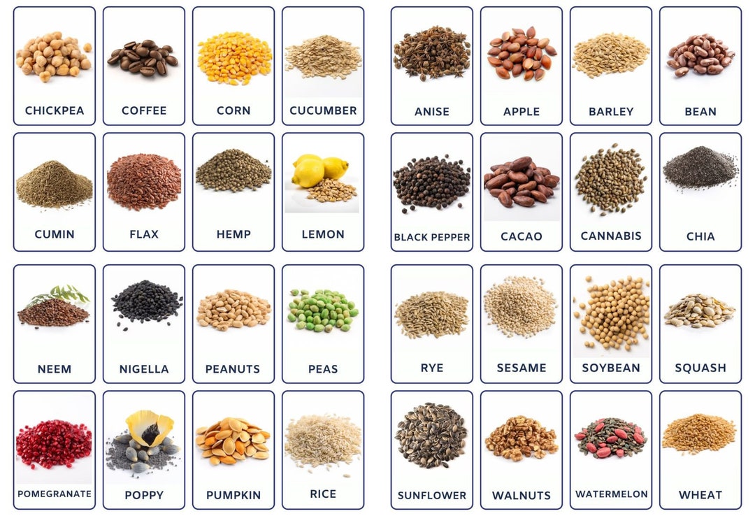 SEEDS Montessori Flash Cards, Real Pictures, 32 Editable Cards for ...