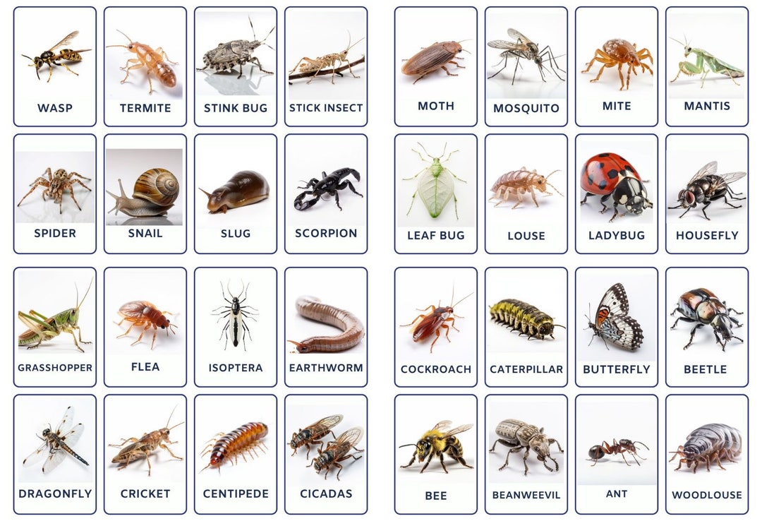 32 Insects Flash Cards, Montessori Flash Cards, Preschool Activity ...
