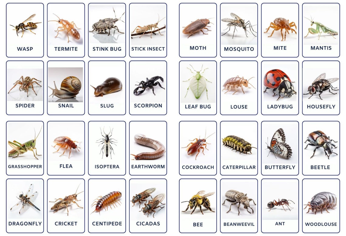 32 Insects Flash Cards, Montessori Flash Cards, Preschool Activity ...