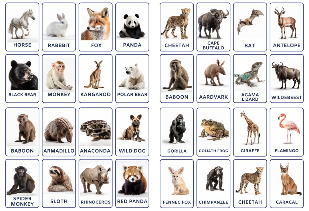 Flashcard Bundle of Animals of the World Bundle Includes Wild Animals ...