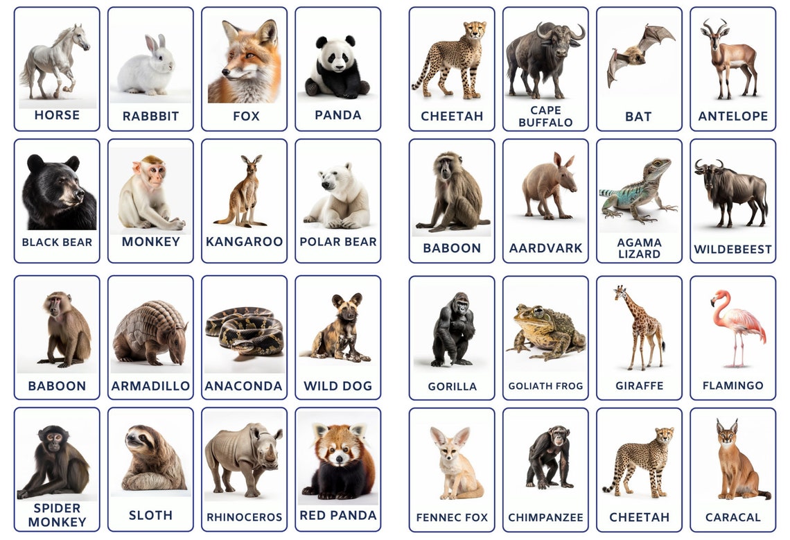 Flashcard Bundle of Animals of the World Bundle Includes Wild Animals ...