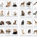 Flashcard Bundle of Animals of the World Bundle Includes Wild Animals ...