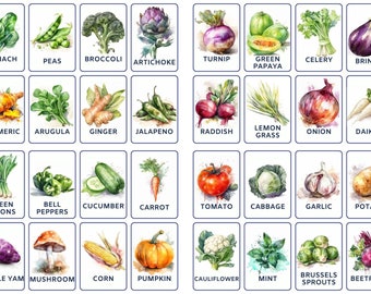Vegetables Flashcards, Image Cards for Kids, Preschool, Nomenclature ...